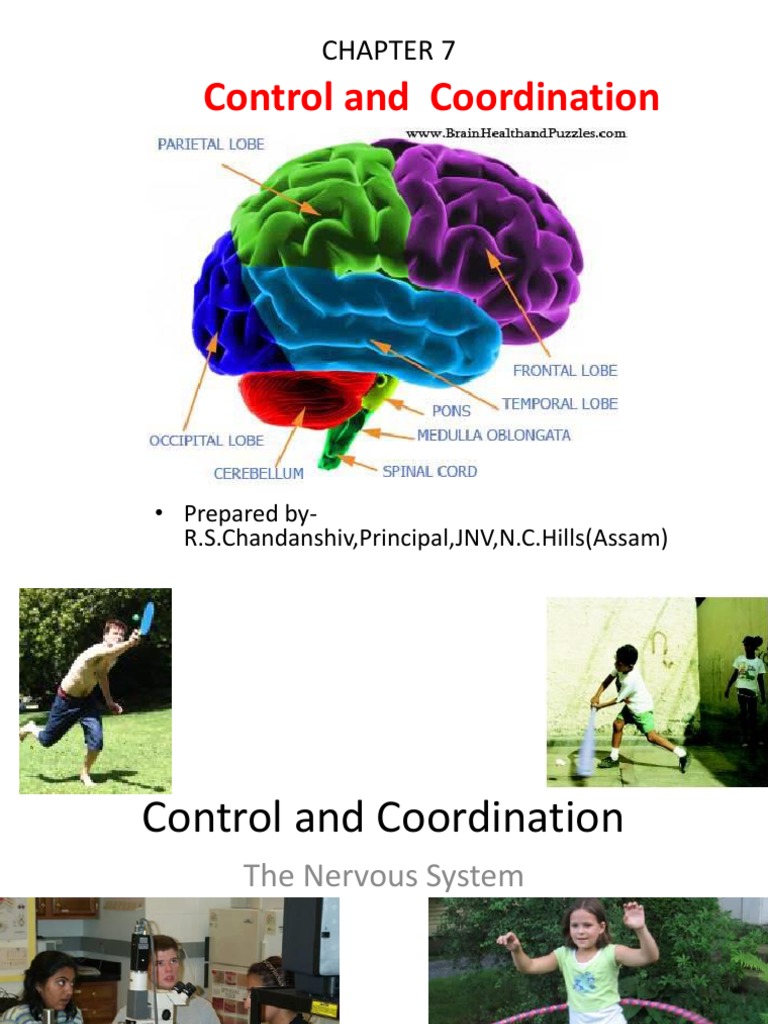 Control and Coordination in JNV Haflong | PDF | Neuron | Nervous System