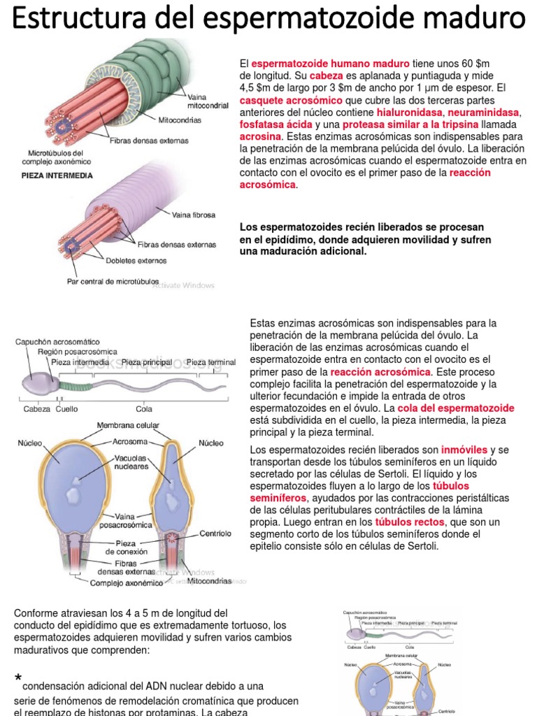Estructura y maduración del espermatozoide | PDF | Biotecnología ...