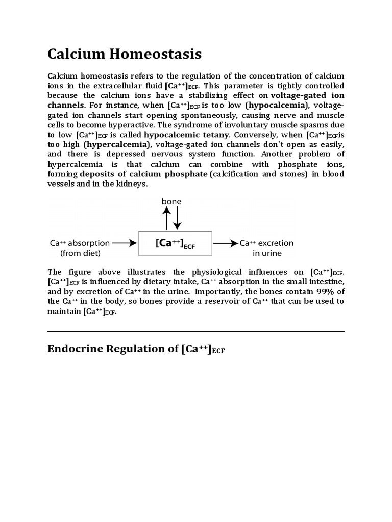 Calcium Homeostasis: Endocrine Regulation of (Ca) | PDF | Physiology ...
