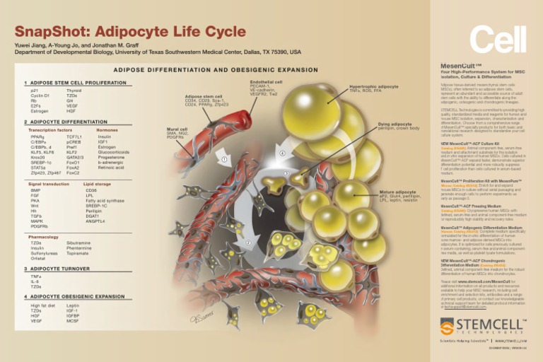 Adipocyte Life Cycle | PDF