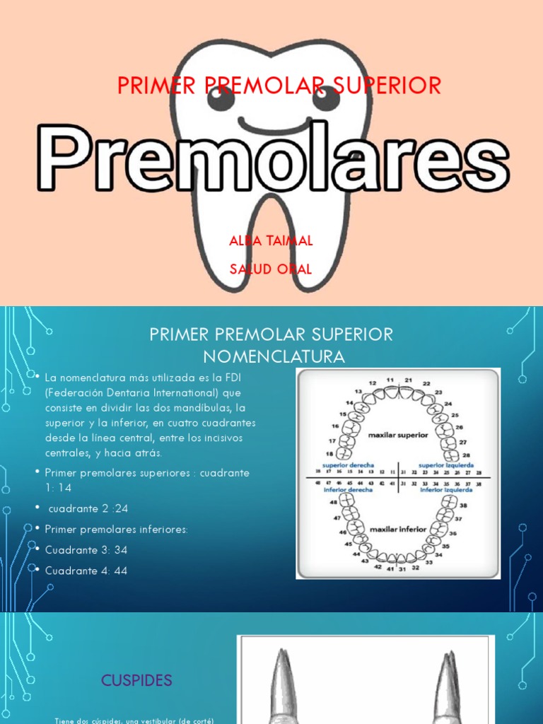 Primer Premolar Superior e Inferior | PDF | Anatomia dental | Boca