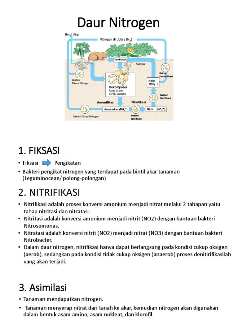Daur Nitrogen | PDF