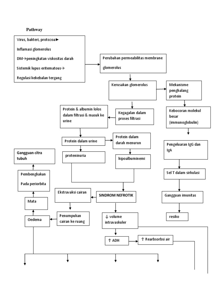 Pathway Sindrom Nefrotik | PDF