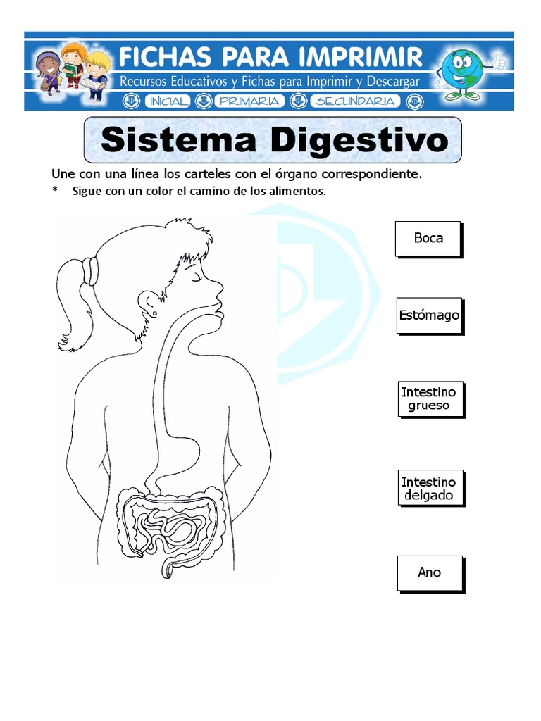 Ficha de Sistema Digestivo Para Primaria Ficha de Sistema Digestivo Para Primaria