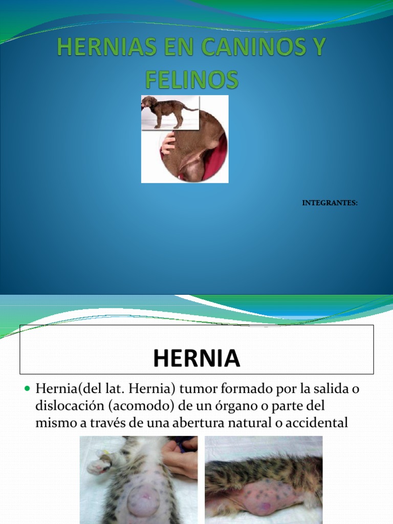 Presentacion de HERNIAS EN CANINOS Y FELINOS | PDF | Abdomen | Anatomía