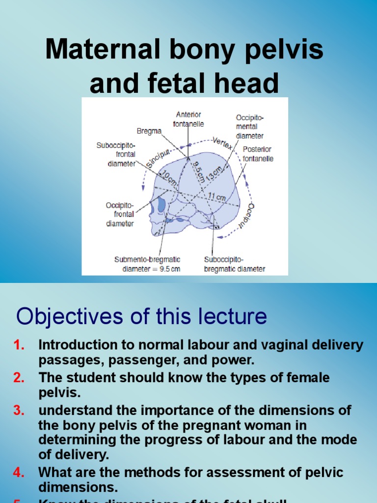 Maternal Pelvis | PDF | Pelvis | Childbirth