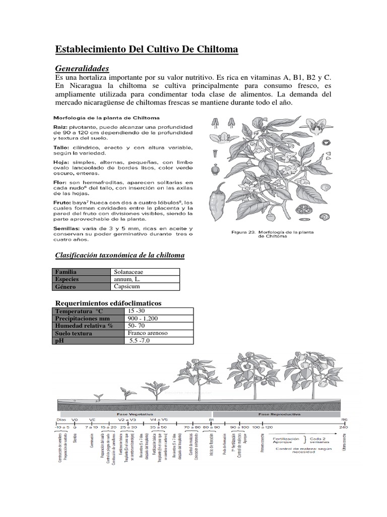 CHILTOMA | PDF | Tomate | Riego