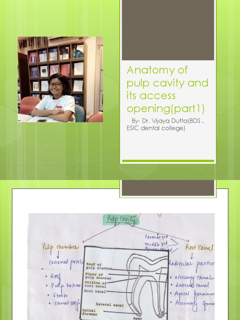 Anatomy of Pulp Cavity and Its Access Opening (Part1 | PDF