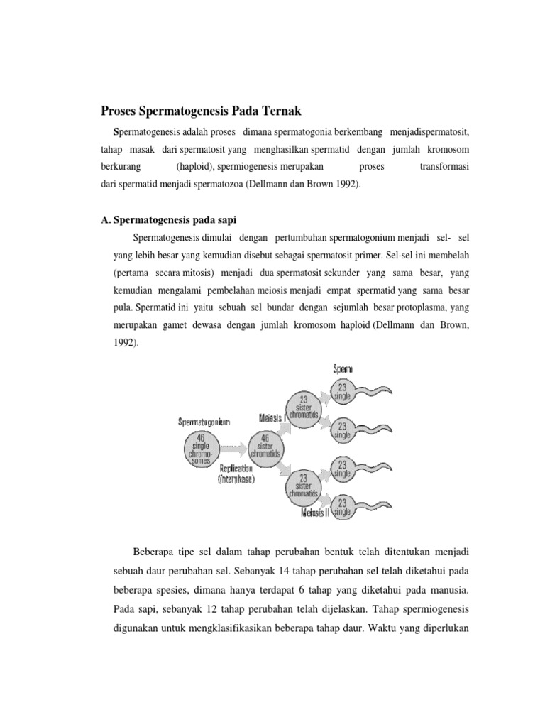 Sistem Reproduksi Jantan Ayam dan Proses Pembentukan Spermanya | PDF