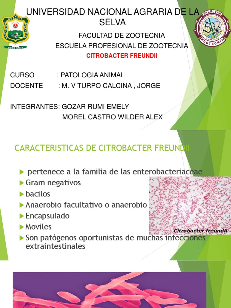 Características y Tratamiento de Citrobacter freundii | PDF | Biología ...