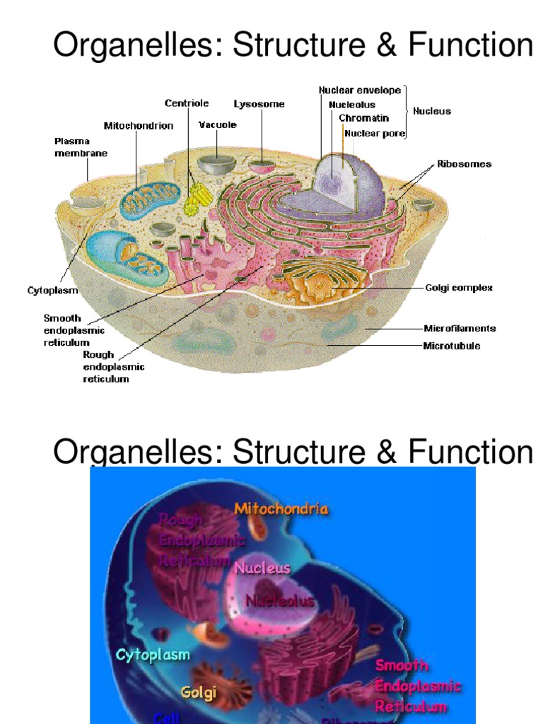 Organelles Structure Function | PDF | Endoplasmic Reticulum | Cell ...