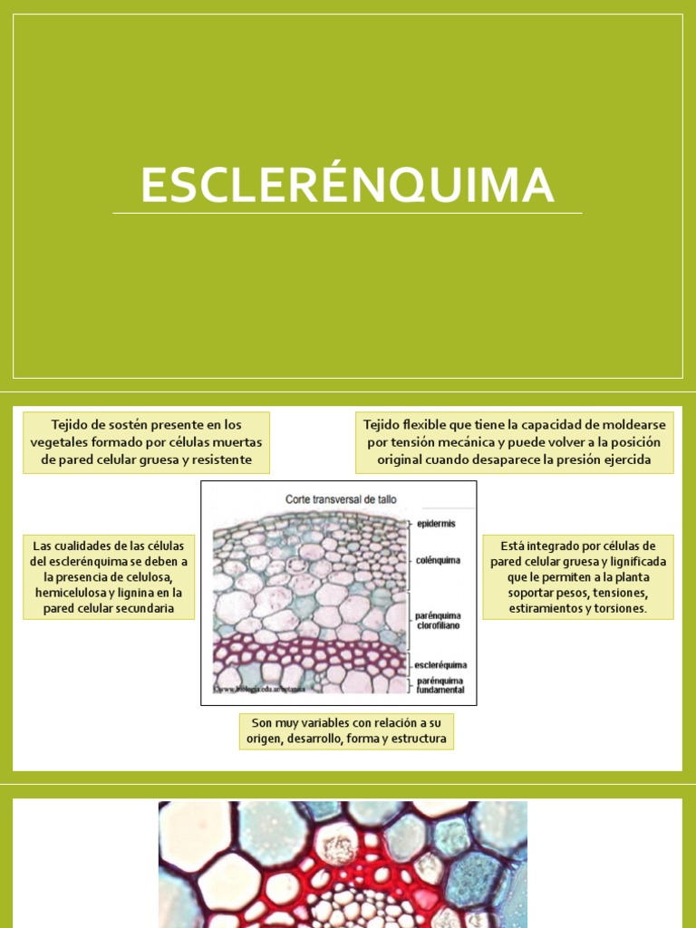 Esclerénquima | PDF | Ciencia y matemáticas