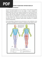 Músculos Paravertebrales | PDF