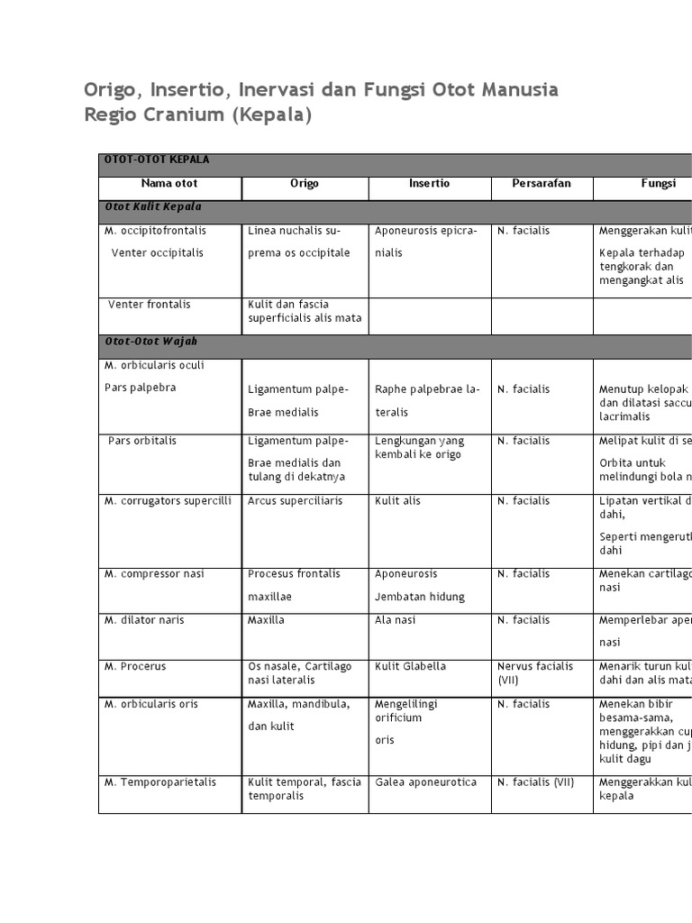 Origo, Insertio, Inervasi Dan Fungsi Otot Manusia Regio Cranium (Kepala ...
