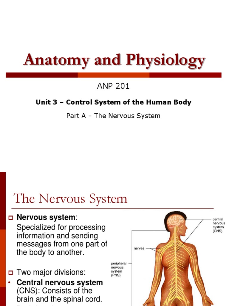 Anatomy and Physiology: Unit 3 - Control System of The Human Body | PDF ...