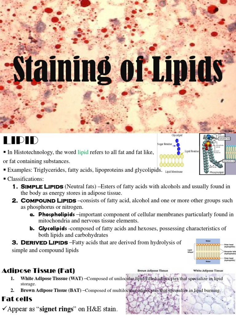 Genpath-Group 4 (Staining of Lipids) | PDF | Staining | Fixation ...