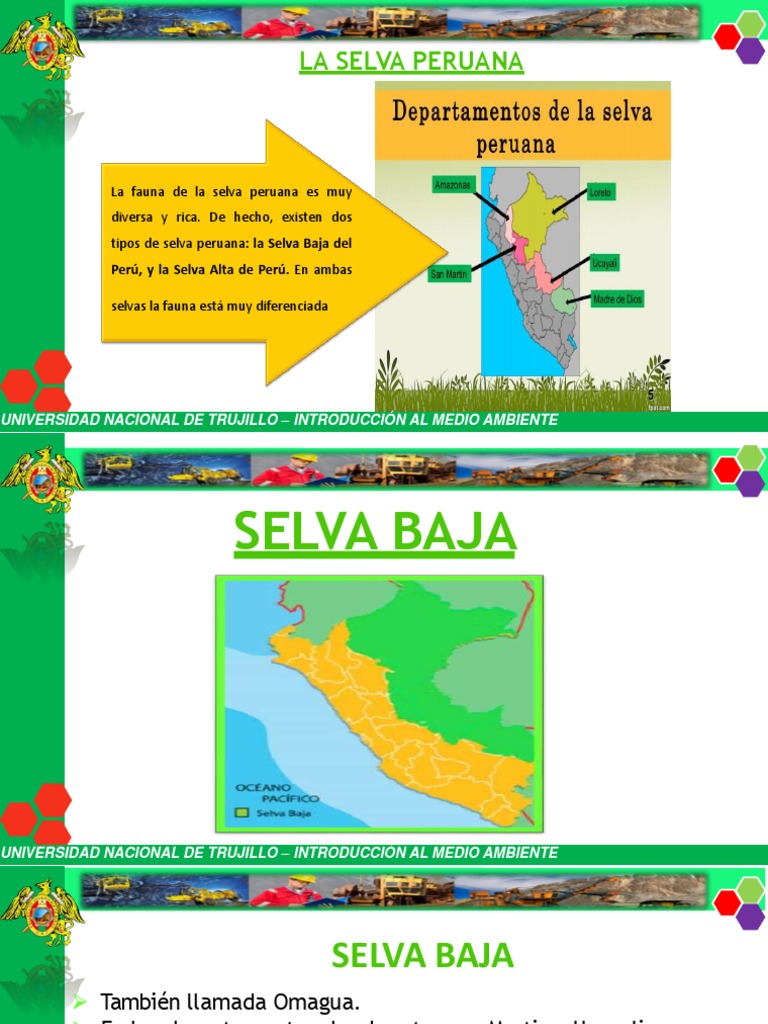 Rupa Rupa: Ubicación y Características | PDF | Selva | Perú