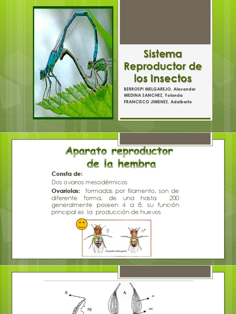 Sistema Reproductor de Los Insectos | Insectos | Huevo