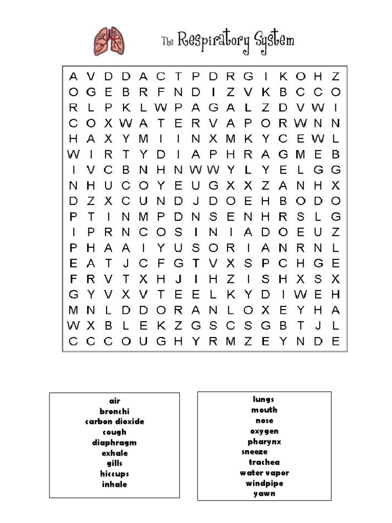 Respiratory System Word Hunt | PDF