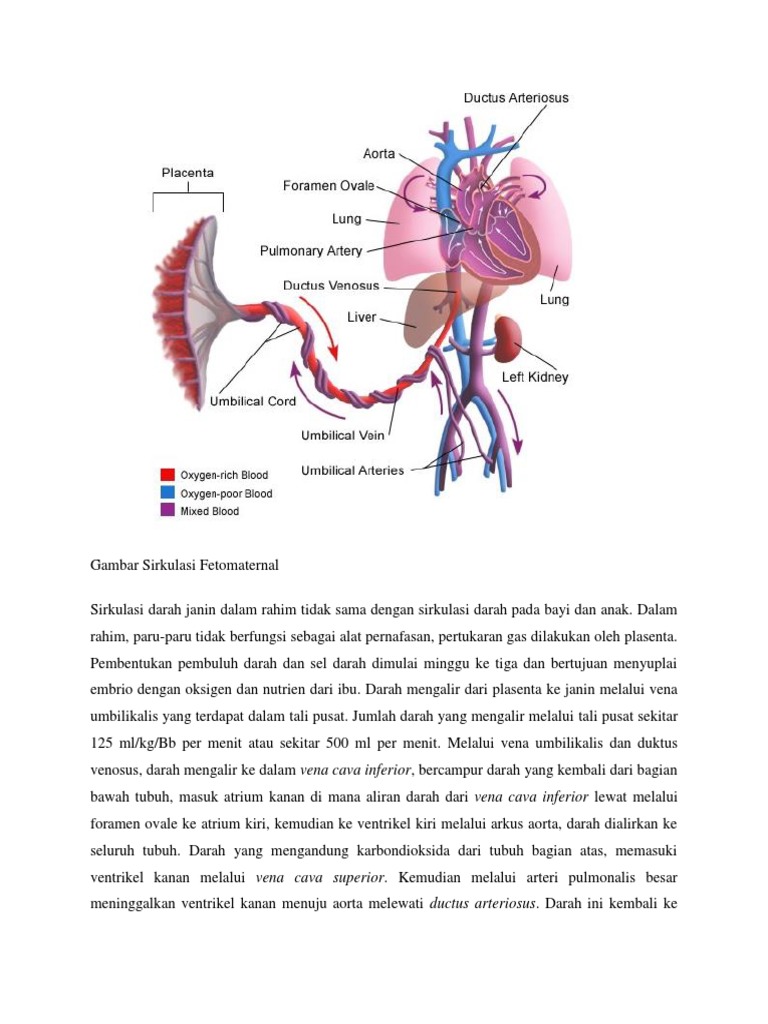 Gambar Sirkulasi Fetomaternal | PDF