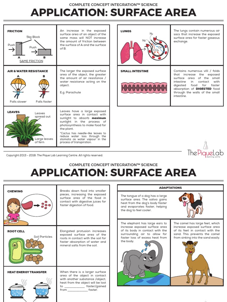 DG1 Application Surface Area Concepts 1sk | PDF | Digestion | Leaf