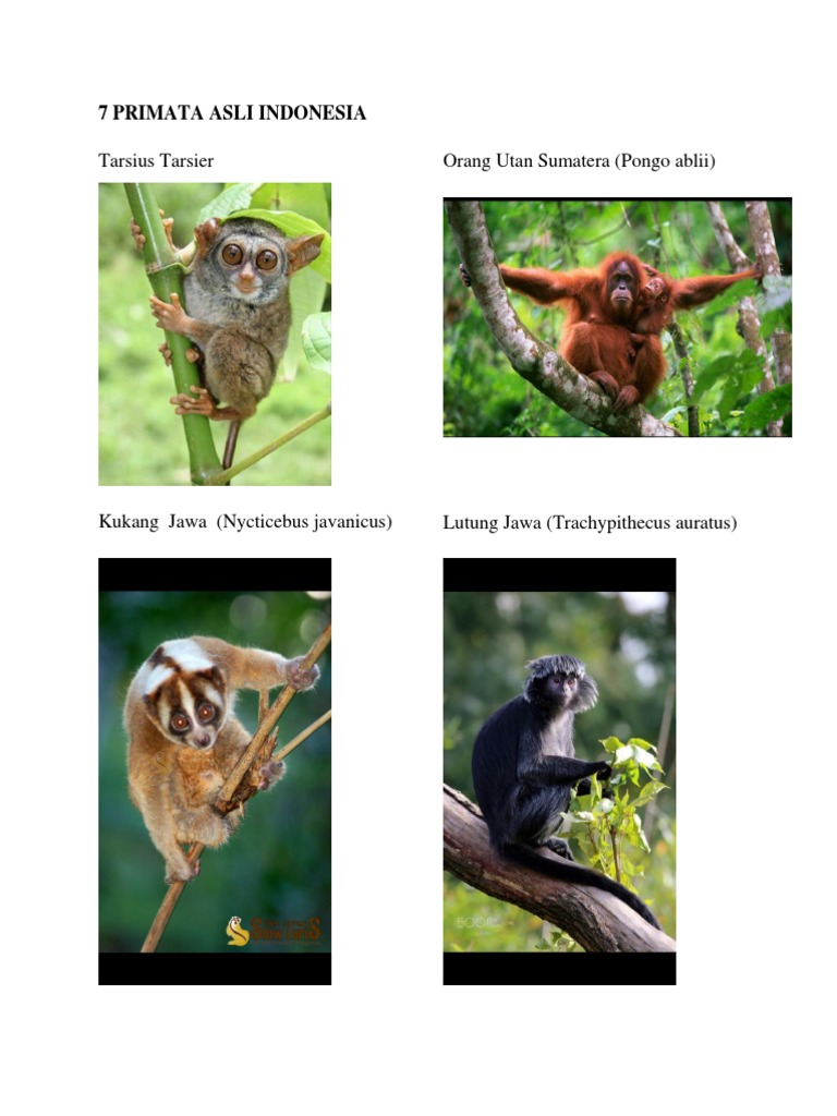 Tarsius Tarsier Orang Utan Sumatera (Pongo Ablii) : 7 Primata Asli ...