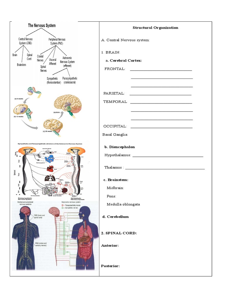 Nclex Neuro | PDF | Central Nervous System | Brain
