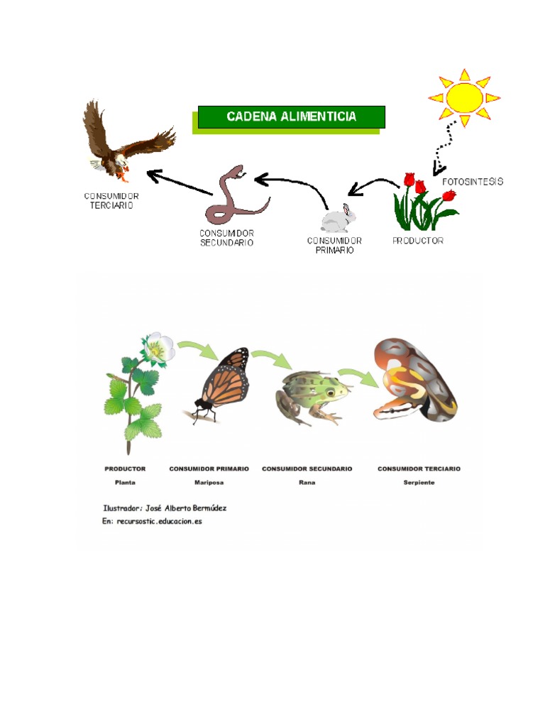 Cadena Alimenticia | PDF