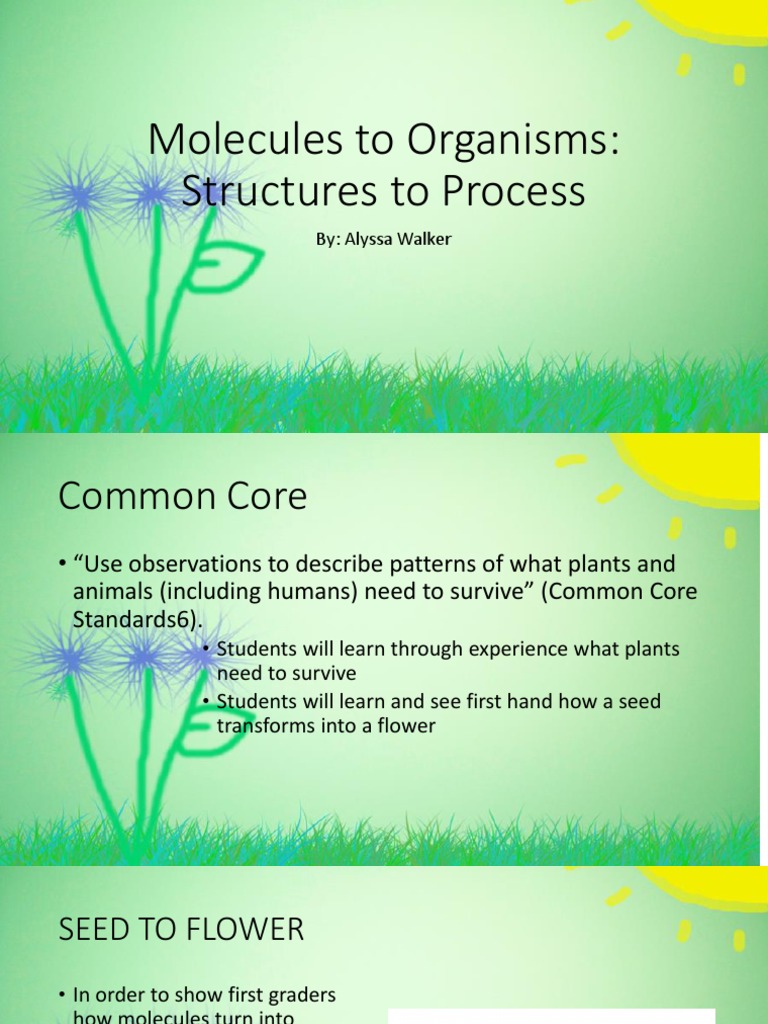 Molecules To Organisms: Structures To Process: By: Alyssa Walker | PDF
