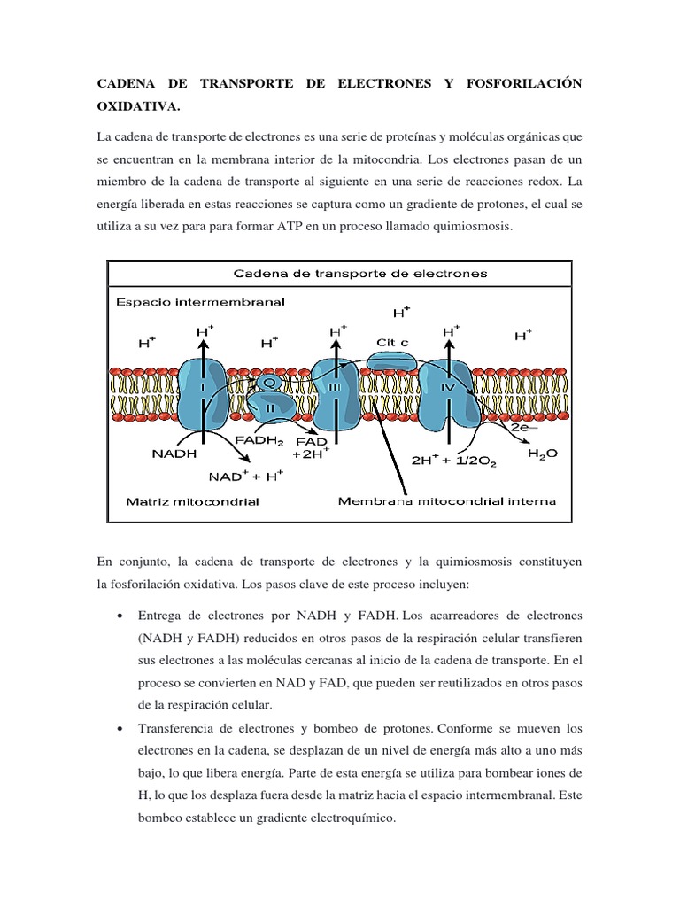 CADENA DE TRANSPORTE DE ELECTRONES Y FOSFORILACIÓN OXIDATIVA.docx | Cadena de transporte de ...
