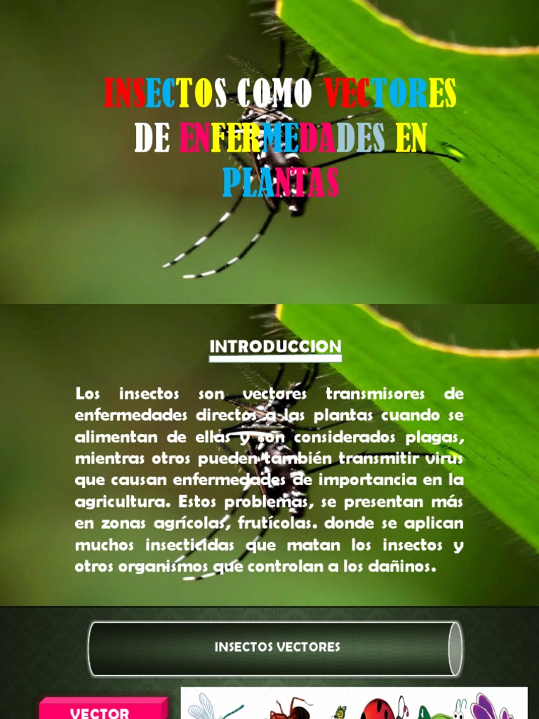 Insectos Vectores | PDF | Virus | Insectos