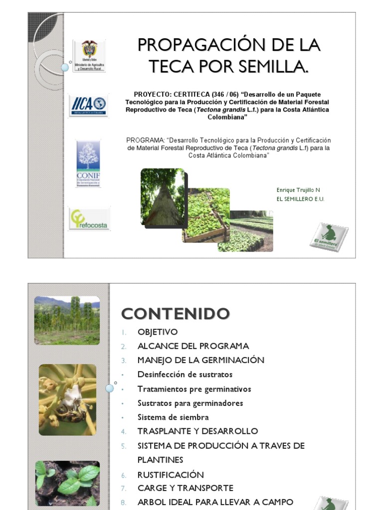 Presentacion - Propagación de La Teca Por Semilla1 | PDF | Siembra | Fruta