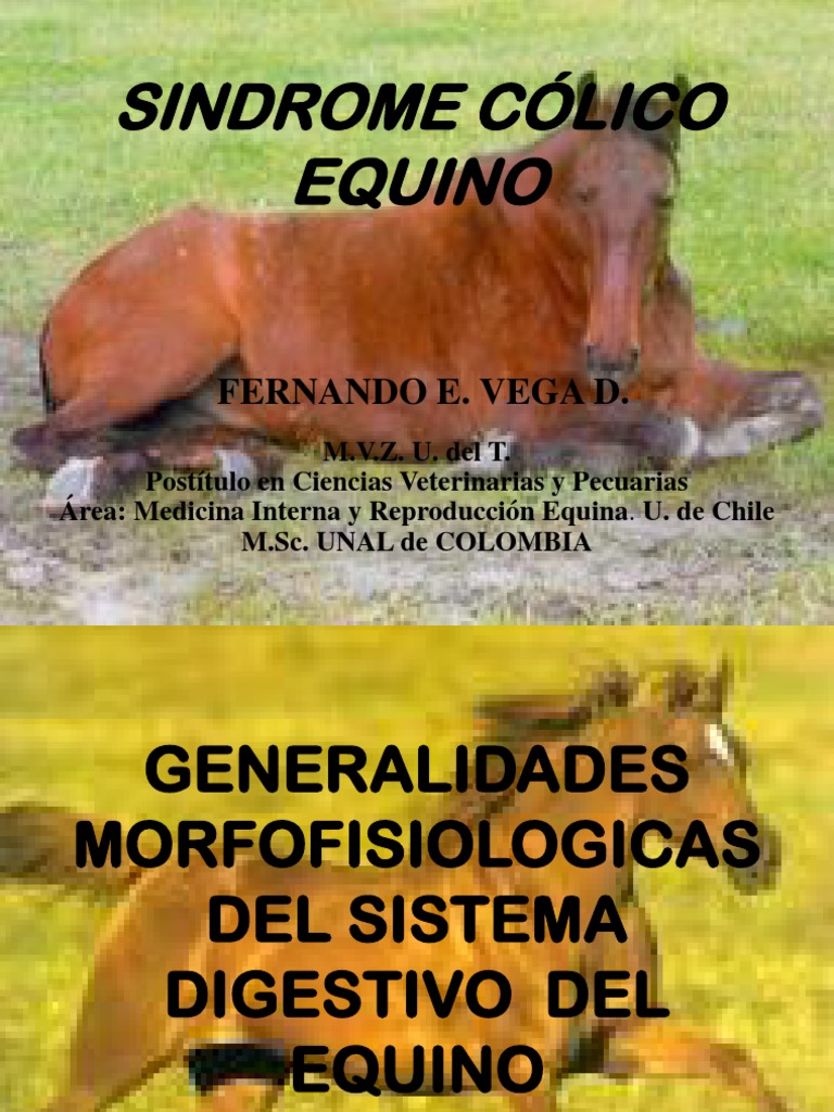Cólico Equino | Intestino grueso | Digestión