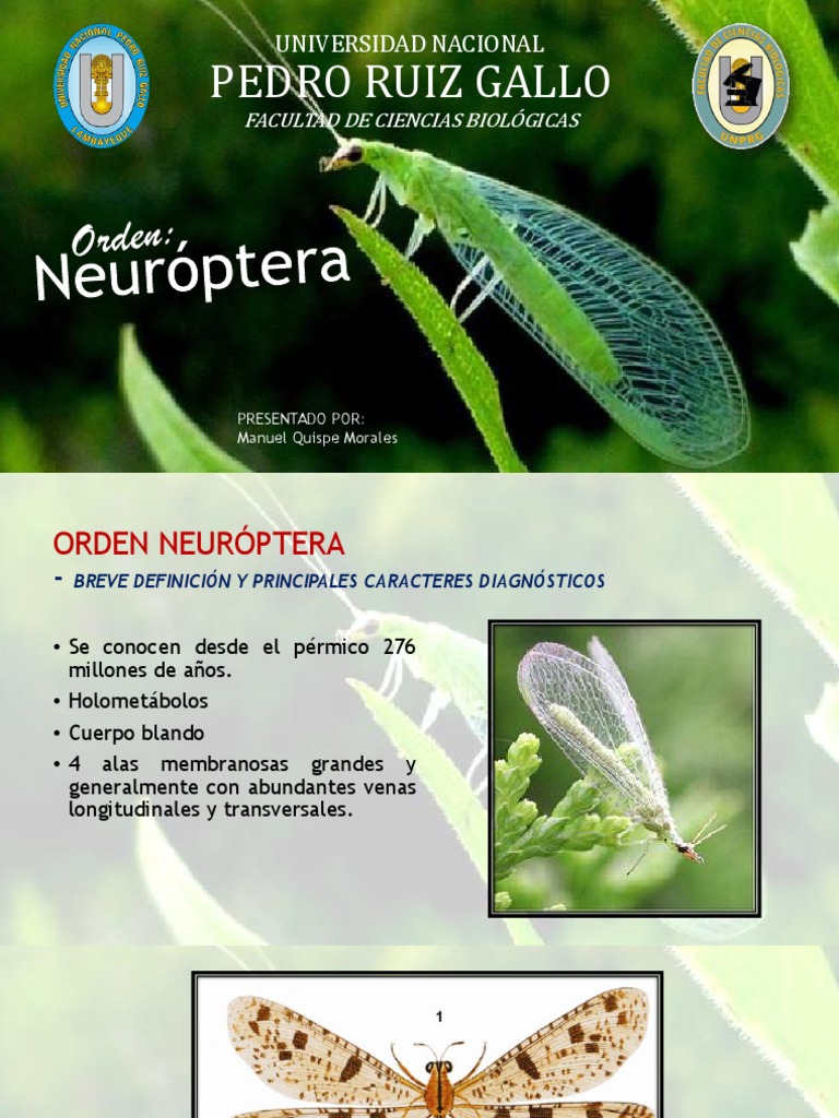 Neuroptera | PDF | Artrópodos | Insectos