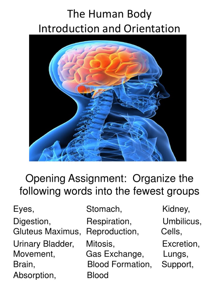 Human Body Anatomy and Physiology Guide | PDF | Human Body | Animal Anatomy