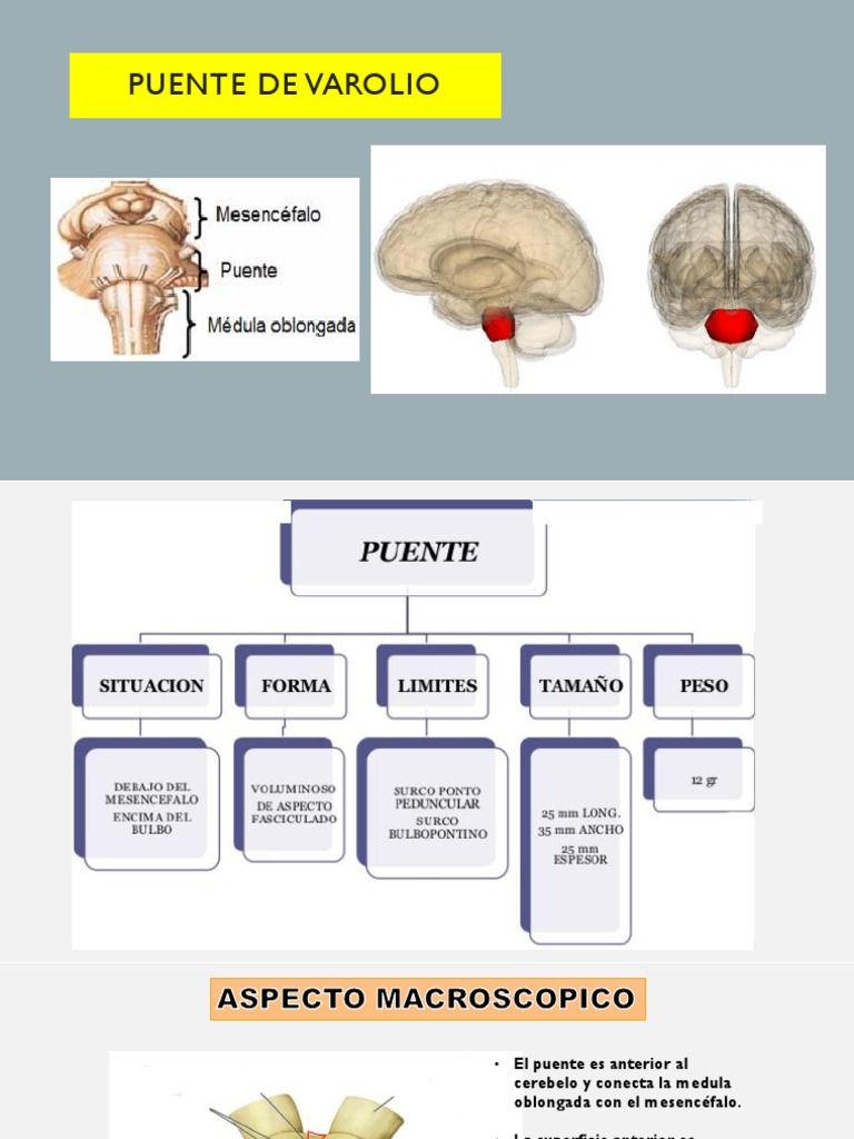 Anatomía y Función del Puente de Varolio | PDF | Cerebelo | Neurociencia