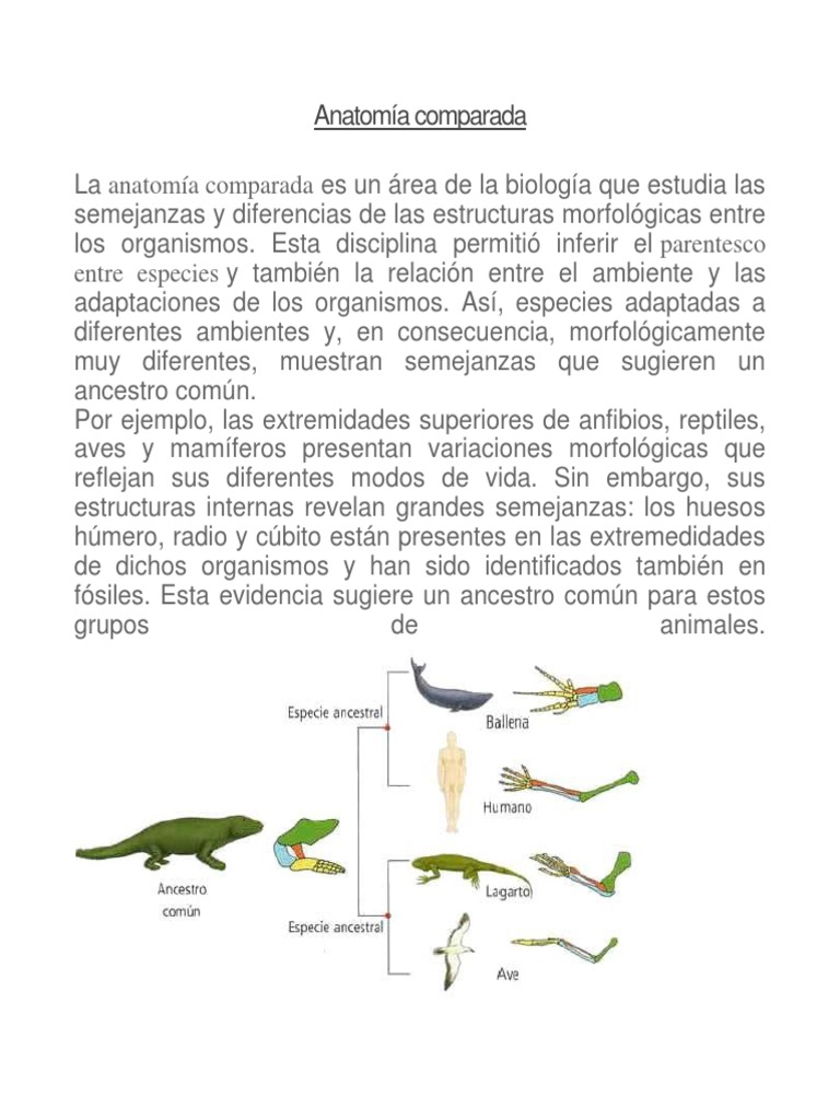Anatomía Comparada | PDF | Homología (biología) | Evolución