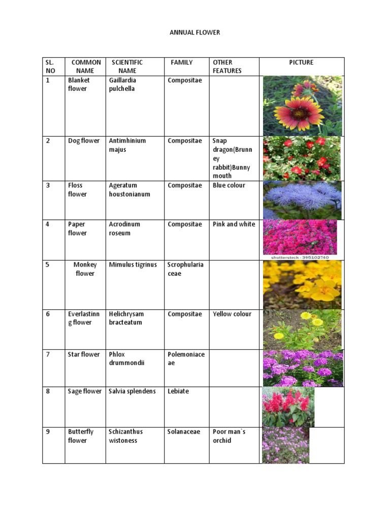 Annual Flower | PDF | Horticulture And Gardening | Garden Plants