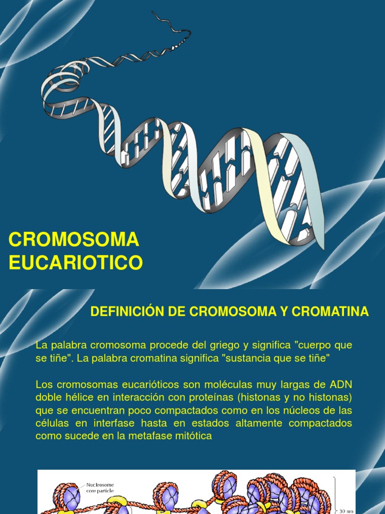 Cromosomas Eucariotico | PDF | Cromosoma | Cromatina