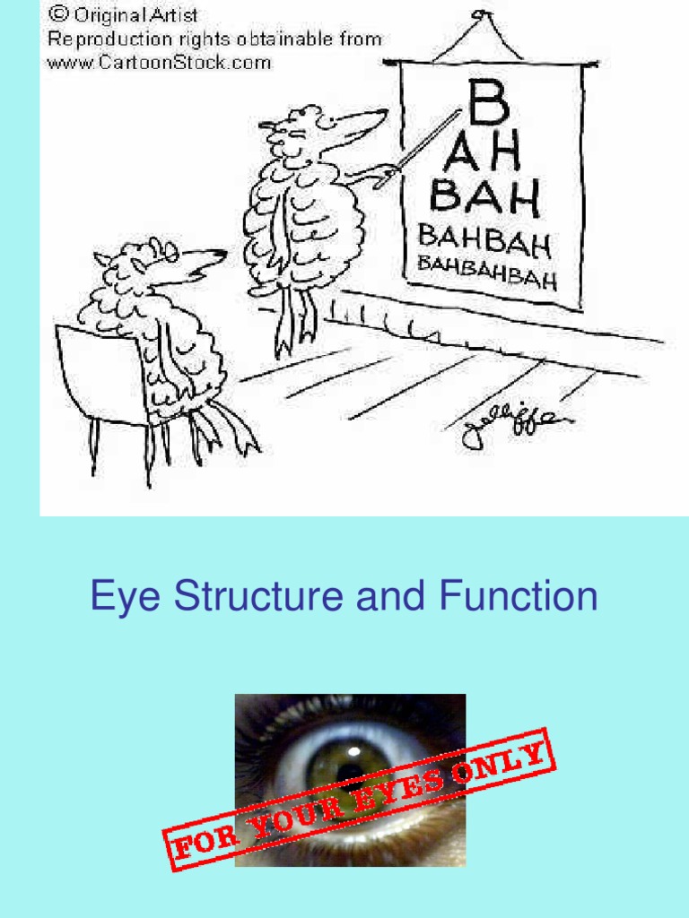 Human Eye Structure and Function Overview | PDF