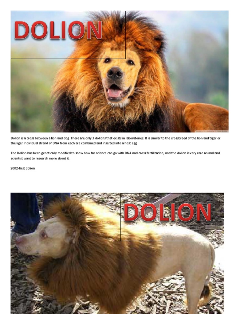 Dolion Is A Cross Between A Lion and Dog | Genetic Engineering | Gene