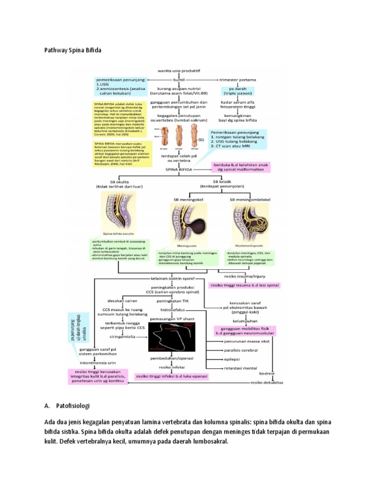 Pathway Spina Bifida | PDF