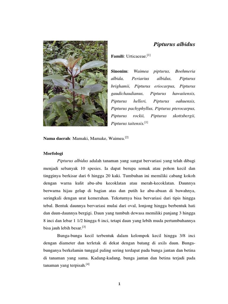 Pipturus Albidus (FIX) | PDF