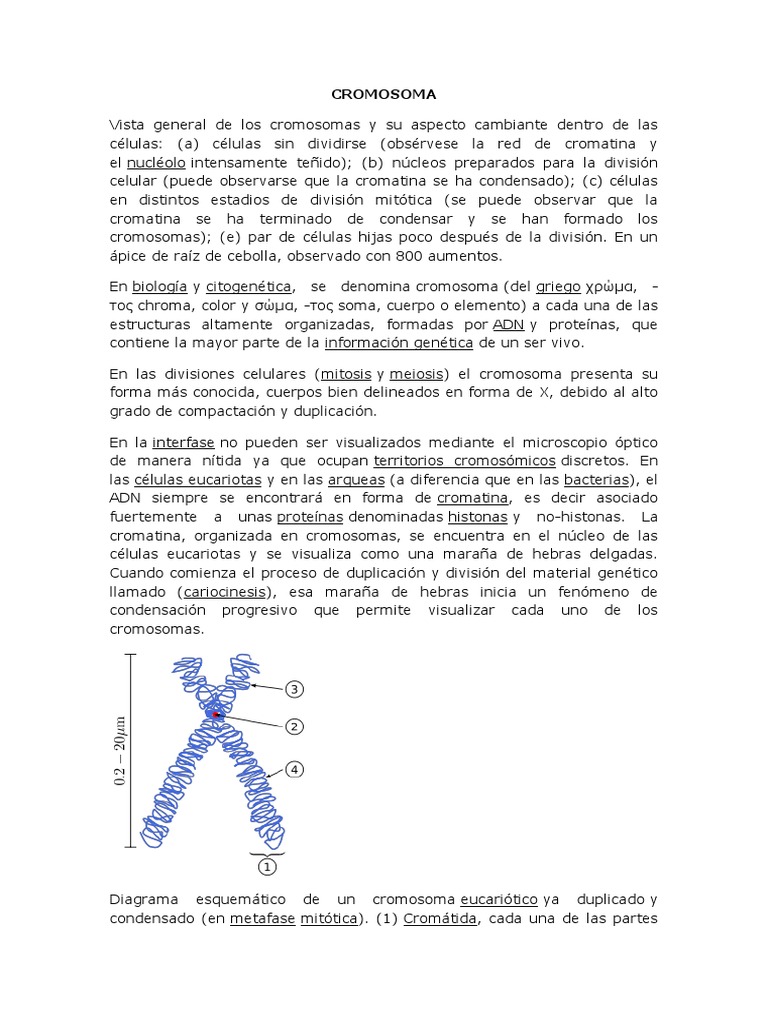Cromosoma | PDF | Cromosoma | Mitosis