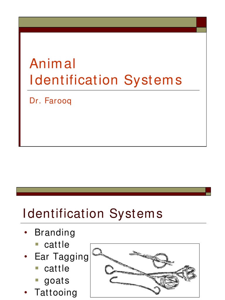 Animal Identification Methods Explained | PDF | Animals And Humans | Nature