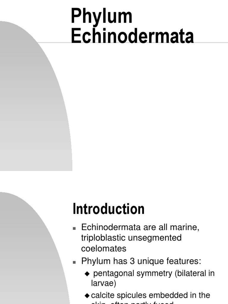 Echinoderms | PDF | Organisms | Zoology