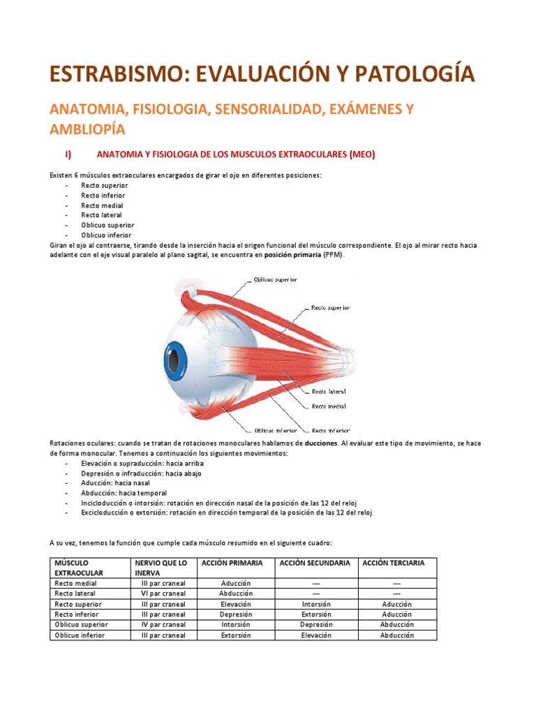 ESTRABISMO | PDF | Percepción visual | Ojo humano
