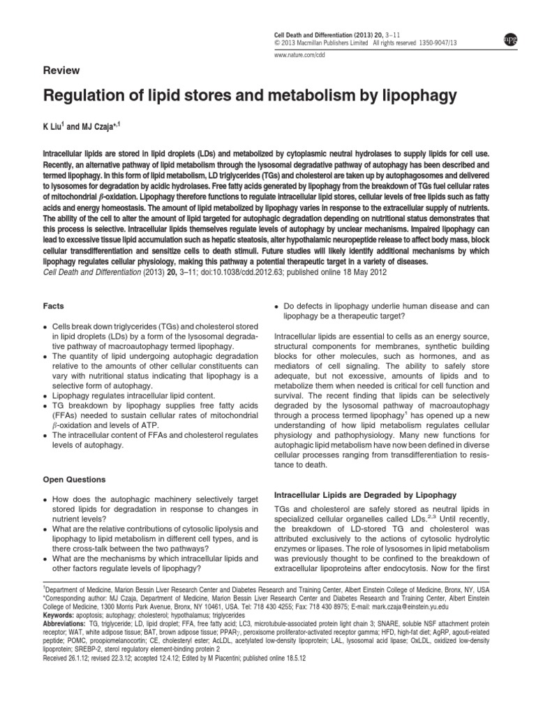 Understanding Lipophagy in Lipid Metabolism | PDF | Autophagy | Adipose ...