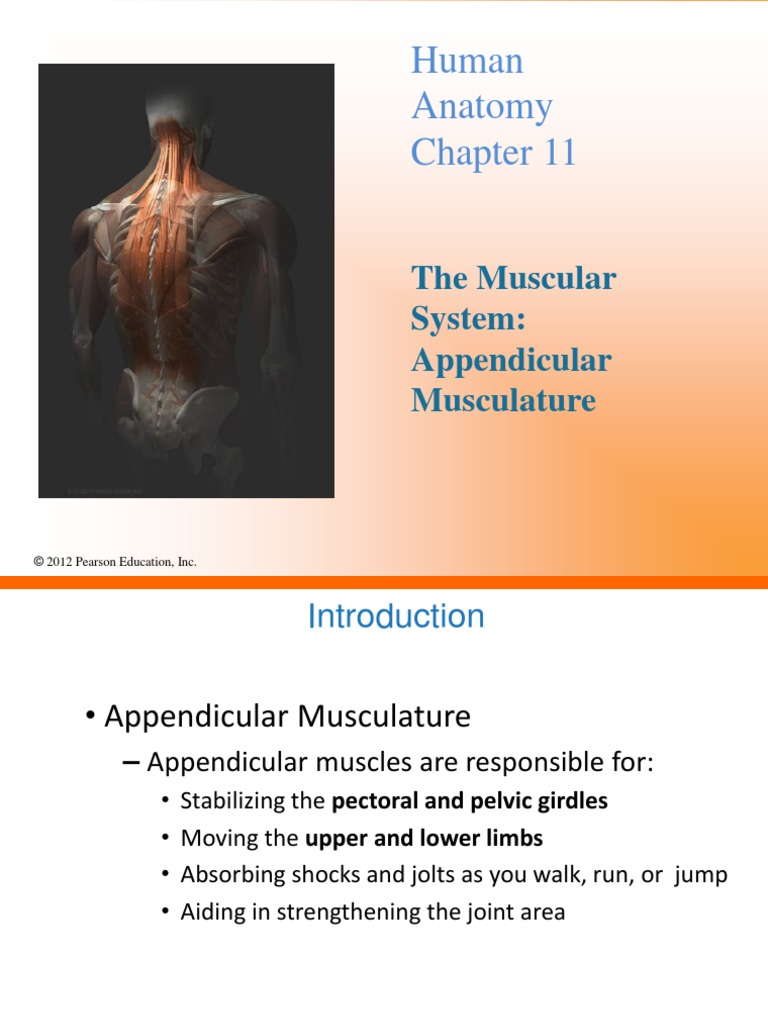 Human Anatomy: The Muscular System: Appendicular Musculature | PDF ...