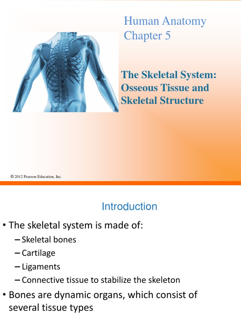 Human Anatomy: The Skeletal System: Osseous Tissue and Skeletal Structure | PDF | Osteoblast | Bone